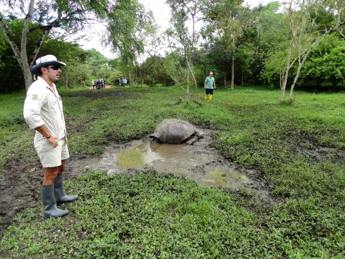 GALAPAGOS GIANT TORTOISES – Bring Sunscreen | Sandra Wagner-Wright