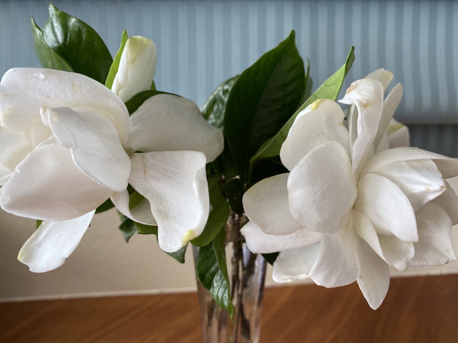 GARDENIAS | Sandra Wagner-Wright